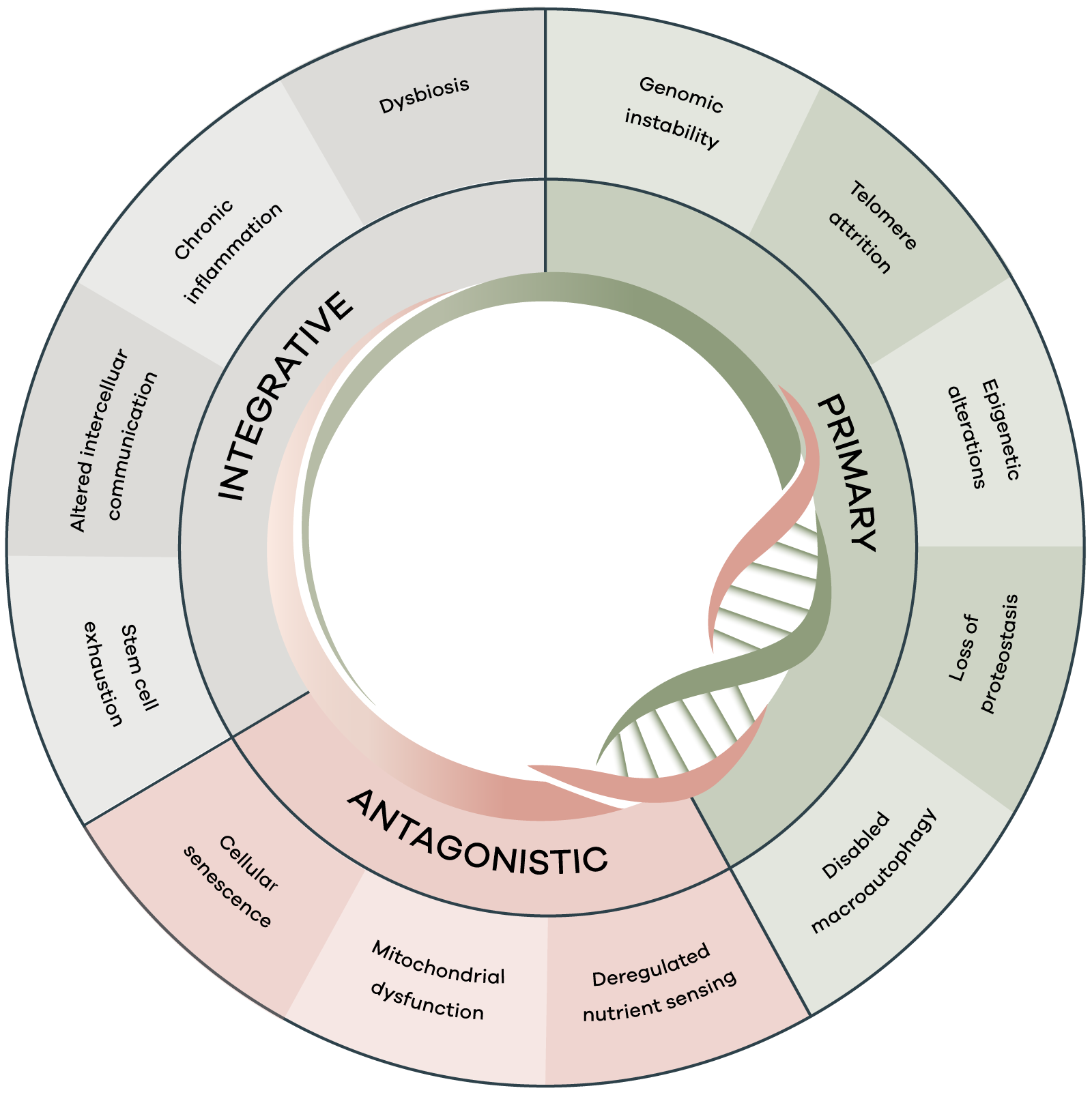Aging: The Science and Effects of Aging - Anue