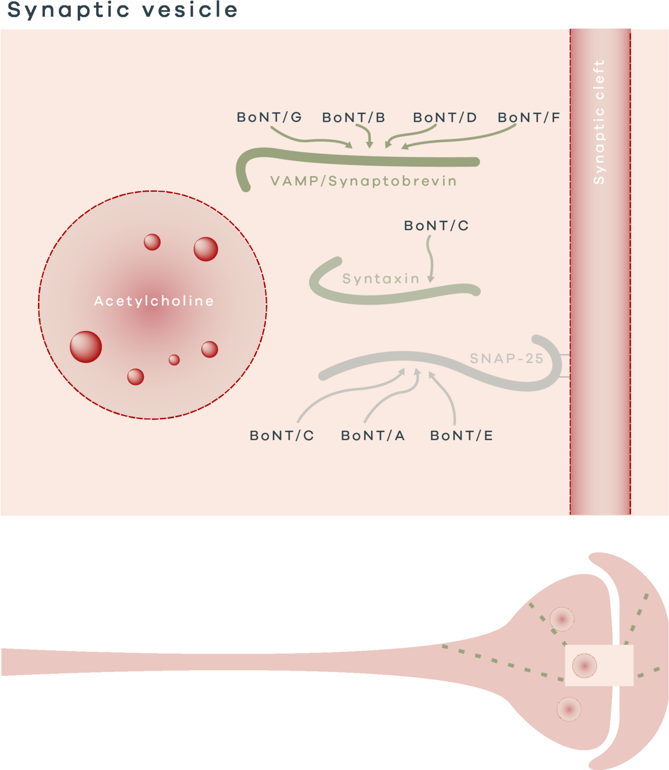 Botulinum Toxin: The Definitive Guiden - Anue